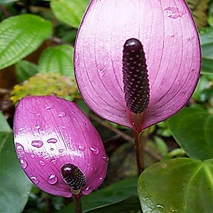 QAUZUY GARDEN Fresh 100 Violet Anthurium Flamingo Laceleaf Seeds for Planting Tropical Exotic Plant Purify Indoor Air Velvet Cardboard Easy to Grow & Maintain