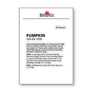 Burpee Jack Be Little Pumpkin Seeds 50 seeds