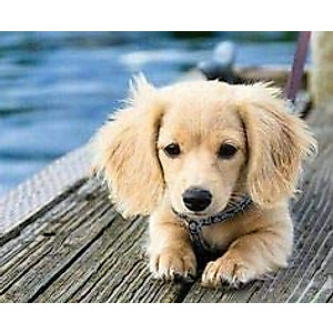 HAPPY PET VITAMINS LLC Dog Eye Health Supplements - Dogs Total Health Complex - Natural - Best Hair Coat Immune Eye Teeth UTI Health - Dog Cranberry Chews - 1 Bottle (60 Treats)