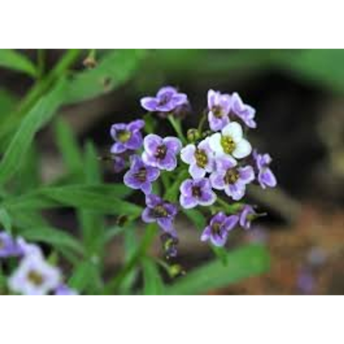 Alyssum Royal Sweet Carpet Seeds - Lobularia maritima - B151 (2000 Seeds)