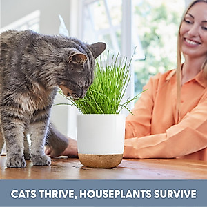 The Cat Ladies Cat Grass for Indoor Cats Kit with Organic Cat Grass Seed Mix, Soil and Ceramic & Cork Planter, Natural Hairball Remedy