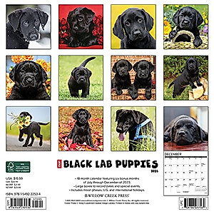 Willow Creek Press Black Lab Puppies Monthly 2024 Wall Calendar (12" x 12")