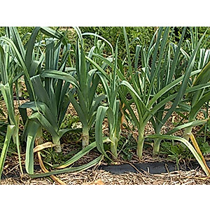 250 Large American Flag Leek Seeds for Planting Short Day Italian Heirloom Onion. Non GMO 0.8 Grams Garden Vegetable Bulk Survival