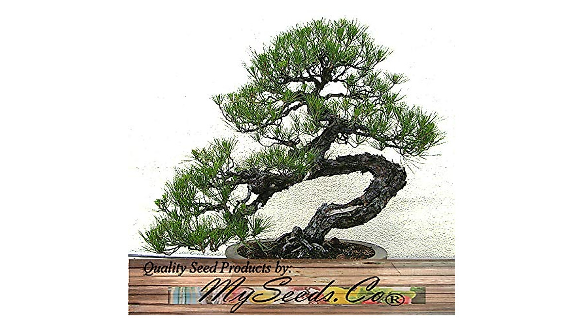 Big Pack Bonsai Tree Seeds - Japanese Black Pine - 150 Seeds