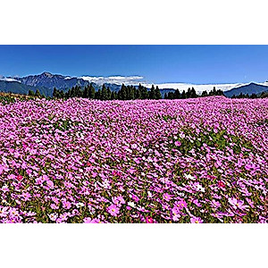 BYHER Natural Decorative Moss Balls Wooden Theme for Garden Patio,Wedding,Party