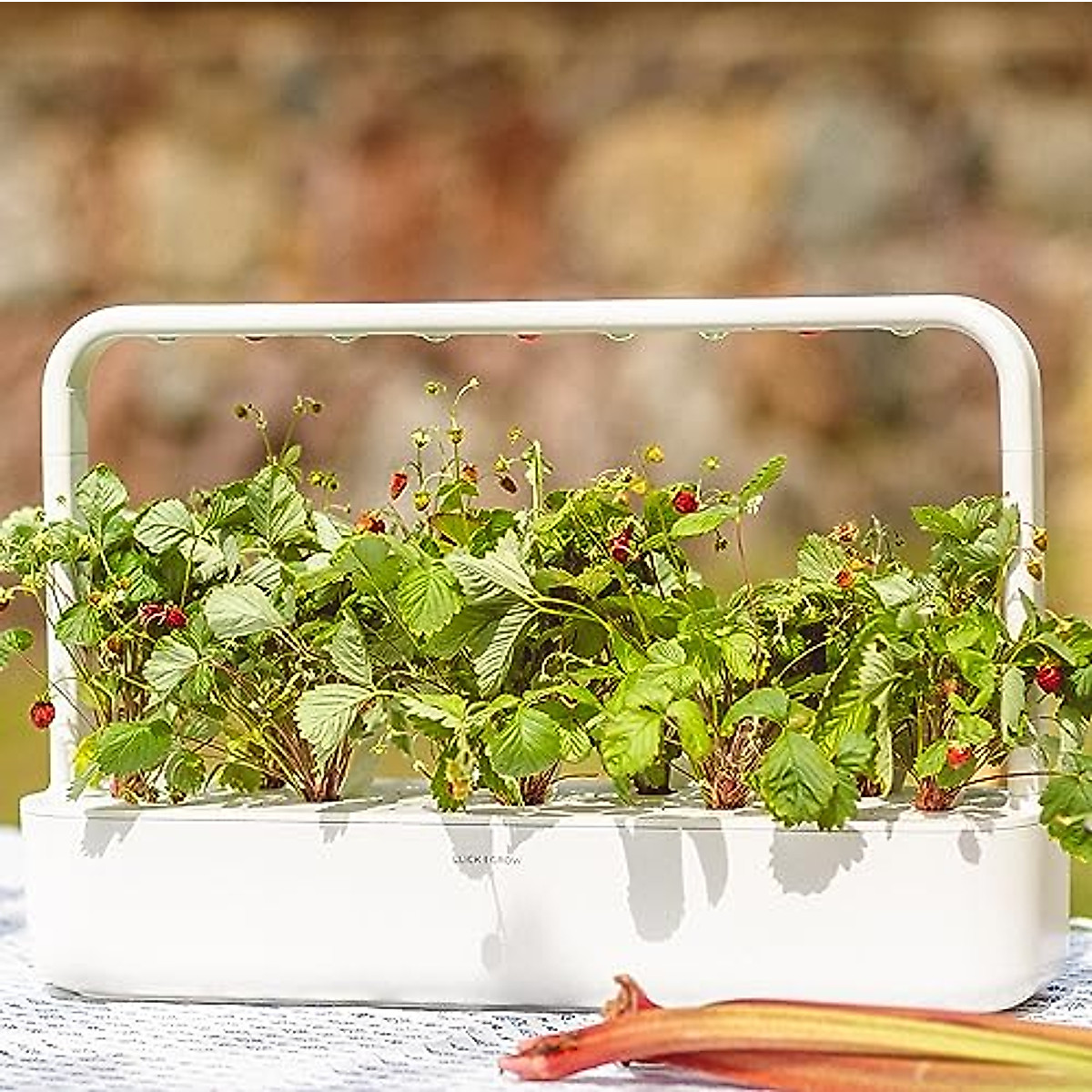 Click and Grow SGR24x3 Smart Garden Wild Strawberry Plant Pods, 3-Pack