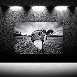 iKNOW FOTO Canvas Print Wall Art Black and White Freedom Highland Cow Pictures Funny Animal Painting Stretched and Framed Artwork for Home Office Decor Ready to Hang 24x36inch