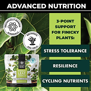 Fiddle Leaf Treats : Plant Food for Fiddle Leaf Fig Fertilizer for Ficus | 3-1-2 Ratio + Sea Kelp | 4X More Active | Instant Feed