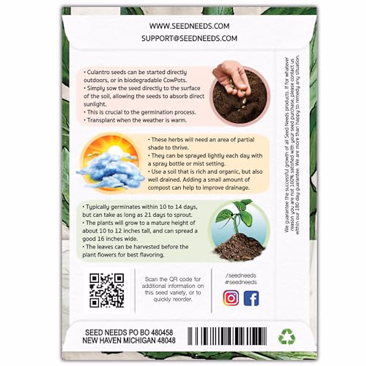 Seed Needs, Culantro Seeds - 300 Heirloom Seeds for Planting Eryngium foetidum - Non-GMO & Untreated Tropical Herb to Plant Indoors or Outdoors (2 Packs)