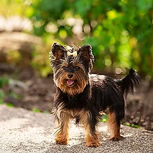 The Thoughtful Brand 50 Pcs Dog Bows with Rubber Bands (25 Pairs) - Durable Dog Hair Bows That Won’t Pull Your Dog’s Hair - Premium Dog Bows Girl Plus Bonus Grooming Comb, Cuter and better