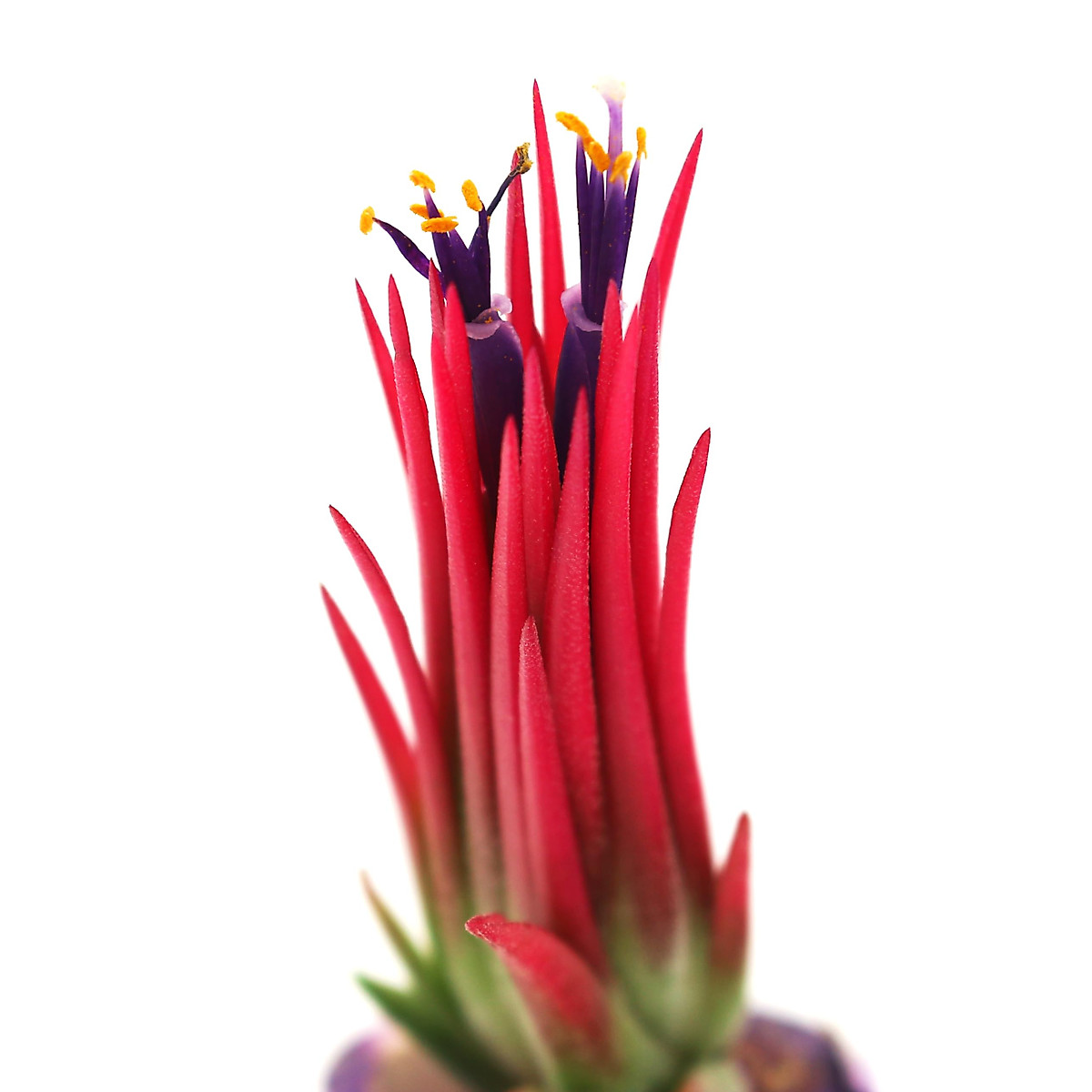 Live Tillandsia Ionantha Fuego 2" - 3" Air Plant Fast Growing, Easy Care, Low Maintenance, Indoor or Outdoor by Awesome Industries (1 Pack Fuego XL)