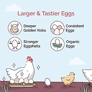 Mile Four | Oyster Shell for Strong Chicken Eggshells | 100% US Mined Limestone | Organic, Natural Crushed Oyster Shell Limestone for a Calcium Boost | Strong Eggshells & Healthier Chickens | 50 lbs.