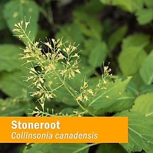 Herb Pharm Certified Organic Stoneroot Blend Liquid Extract for Cardiovascular and Circulatory Support-4 oz