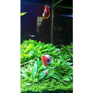 9+ Live Ramshorn Snails Aquarium or Pond, Algae Clean Up! Shipped Daily!