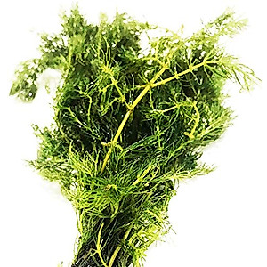 Planterest | Hornwort Ceratophyllum Demersum Live Aquarium Plant Easy for Beginner Tropical Pond Aquatic Plants Decoration - BUY2GET1FREE -