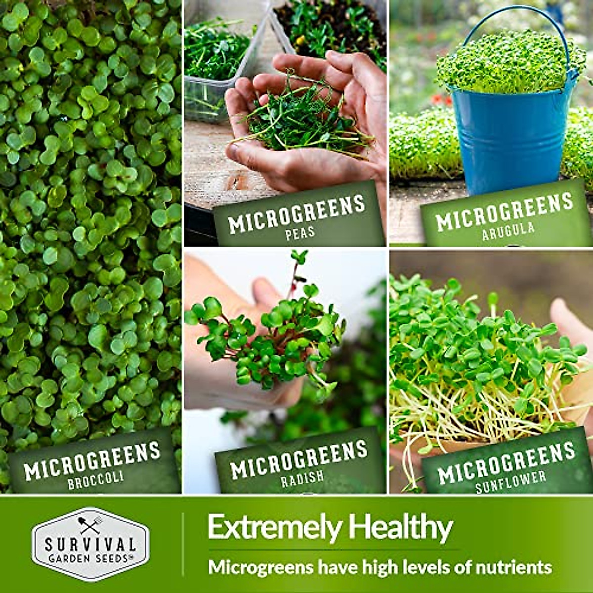 Survival Garden Seeds Microgreens 10 Pack - Instructions to Plant, Sprout, and Grow a Mix of Microgreen Plants - Arugula, Broccoli, Radish, Pea, Sunflower, Basil, Cabbage, Buckwheat, Kale, Beet Seed