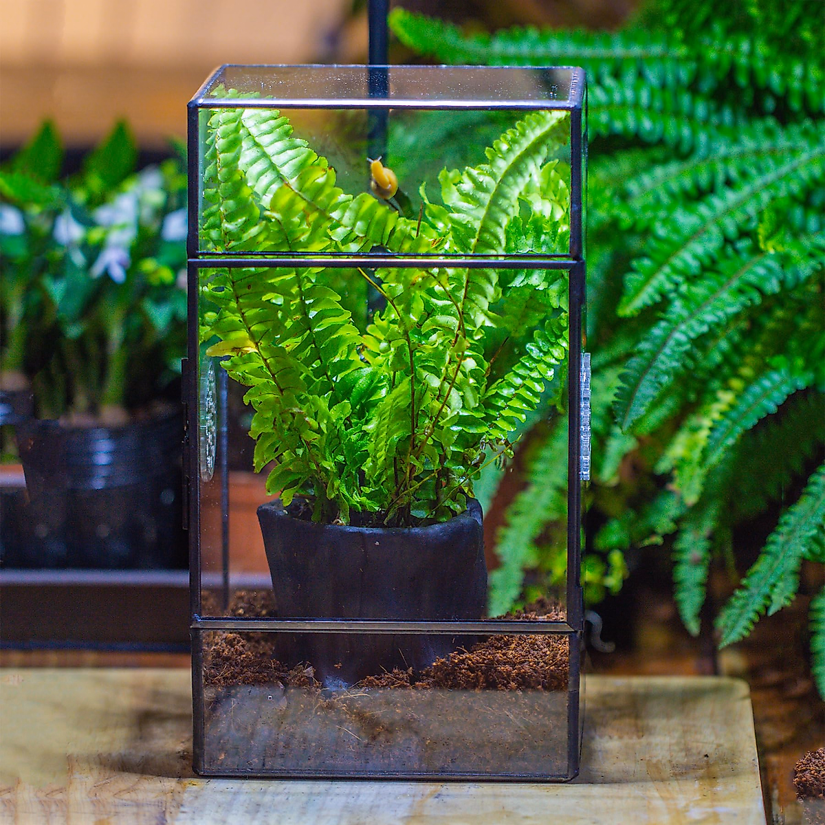 NCYP Small Glass Terrarium with 3 Vent Holes for Large Jumping Spider - 5.1" x 3.9" x 9" - Front Opening Door Insects Enclosure Habitat, Rectangle Black - Holes Diameter 0.12" (Terrarium Only)