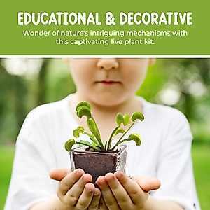 Nature Gift Store Live Adult Venus Flytrap Plant in Cube Vase: Venus Fly Trap Kit