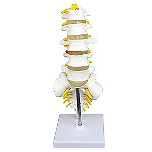 Vision Scientific VAV262 Medical Grade, Articulated Lumbar Spinal Column | Features 5 Lumbar/Vertebrae with Intervertebral Discs, Lumbar Nerves and Spinal Cord | Instruction Manual