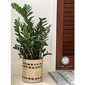 Nature’s Way Farms ZZ Plant, Zamioculcas Zamiifolia, Indoor, Outdoor, Live Houseplant, in Grower Pot (25-30 in. Tall)