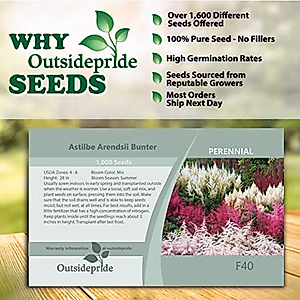 Outsidepride Astilbe Arendsii Bunter Garden Flower Plant Seed - 2000 Seeds