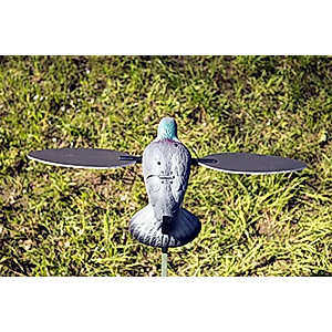 MOJO Outdoors Pigeon Decoy, Small 51-55cm,Multi,One Size,HW2410