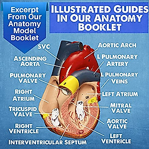 Evviva Sciences Human Heart, Torso, and Skeleton Models - Hands-On 3D Model Study Tools for Anatomy and Physiology Students with Anatomical Guide Booklet, Learning + Educational Kit