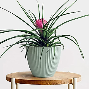 Giraffe Creation 7 inch Large Plant Pots, 5 Pack Flower Pots Outdoor Indoor, Planters with Drainage Hole and Tray Saucer