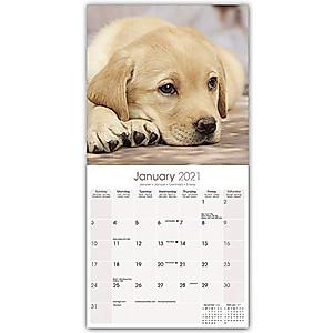Lab Puppies Calendar - Yellow Labrador Retriever Puppies - Dog Breed Calendars - 2020 - 2021 wall calendars - 16 Month Calendar by Avonside