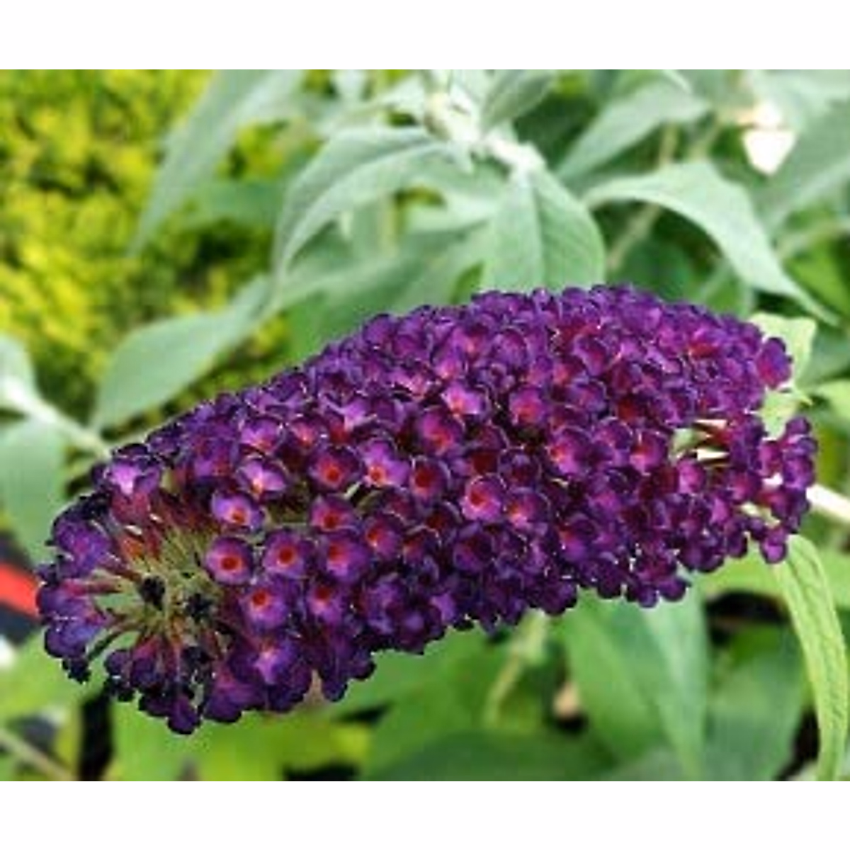 Greenwood Nursery: Live Shrub Plants - 'Black Knight' Butterfly Bush + Buddleja/Buddleia Davidii - [Qty: 2X Pint Pots] - (Click for Other Available Plants/Quantities)