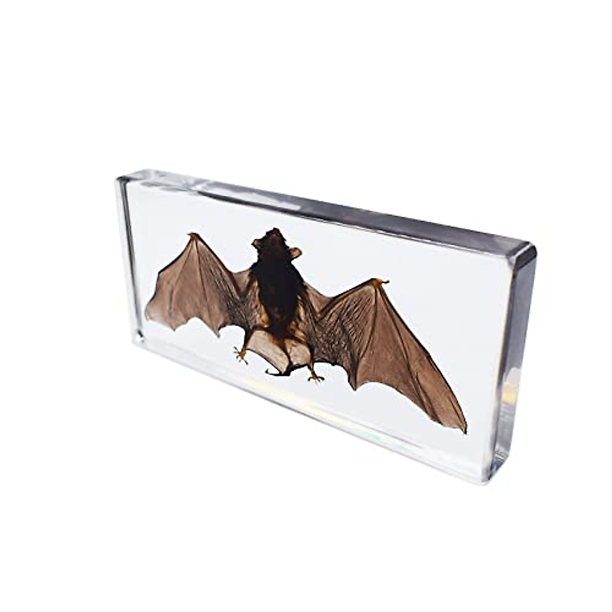 Large Taxidermy Real Bat Specimens Animal Specimen in Resin for Science Classroom Science Education Large (5.5x2.5x0.7 Inch)