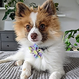 H&K Pet Pinwheel | Lavender Lemon (Small) | Easter Spring Velcro Collar Accessory for Dogs/Cats | Fun Pet Pinwheel Collar Attachment | Cute, Comfortable Pet Accessory