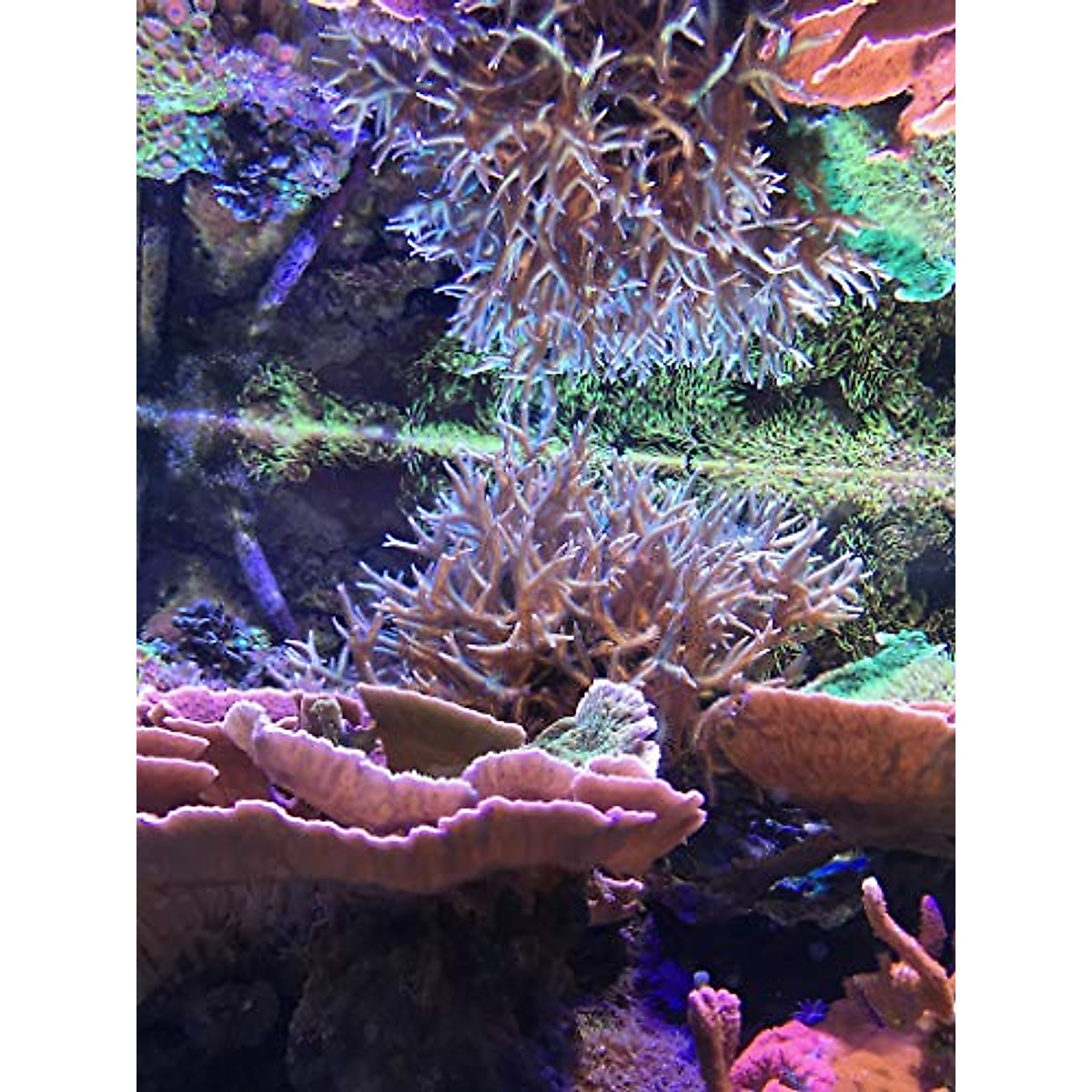 Seachem Reef Zooplankton 250 ml.