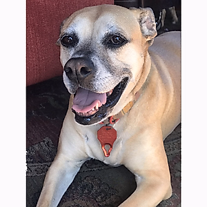 The Tick Patrol Tick Remover 6-Pack - for People & Pets - Stop Ticks in Their Tracks! (6 Colors)