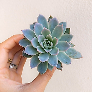 Echeveria Violet Queen 2" | Healthy Succulent Echeveria Live Easy Care Indoor House Plant, Fully Rooted in 2/4/6 inch Sizes
