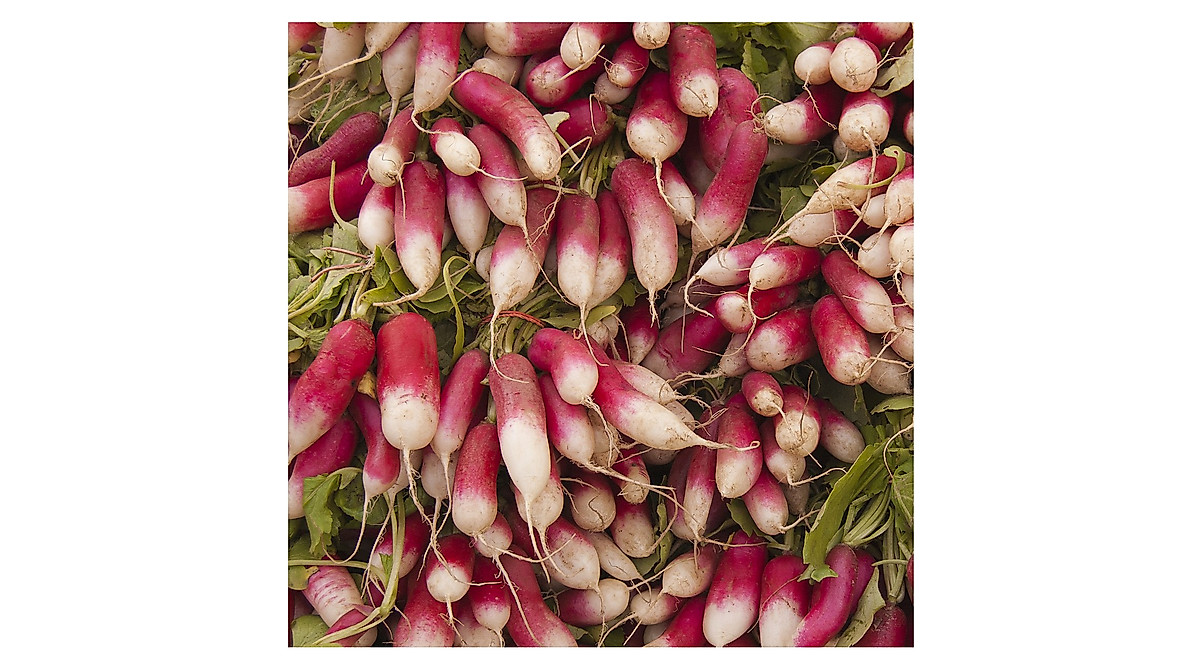 Multicolor Radish Seed Collection - Non-GMO Heirloom Varieties