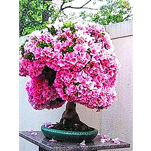 Bonsai Judas Tree Seeds | 10 Seeds | Flowering Tree Prized for Bonsai