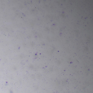 1 Piece Toxoplasma Gondii Trophozoites W.M Parasitology Parasite Prepared Slides