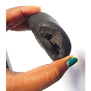 XUETZALCOATL Sacred Adwaitya Achharya Shaligram Nepal Kali Gandaki