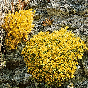 Outsidepride Perennial Sedum Acre Heat & Drought Tolerant, Succulent, Stonecrop Ground Cover Plants - 5000 Seeds