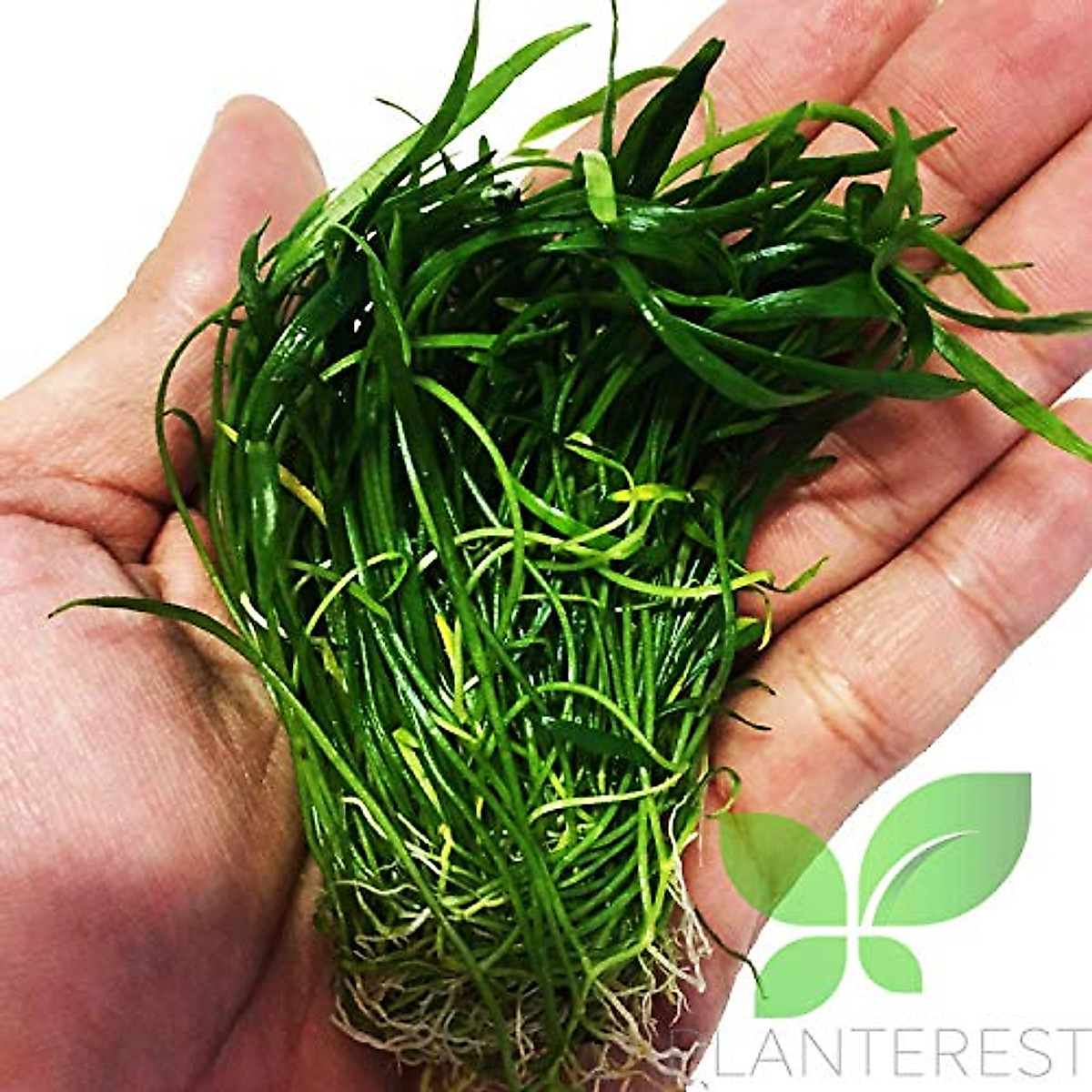 Planterest – Micro Sword Clump Easy Carpet Live Aquarium Plant Decorations BUY2GET1FREE