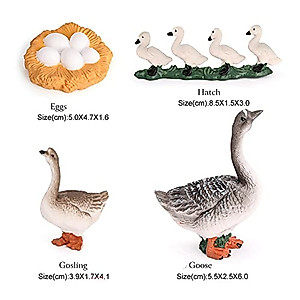 BLAPNK 8 Pcs Chicken and Goose Animal Life Cycle Growth Model Figure Classroom School Projects Party Supplies Cake Topper Amphibian Toys Figurine Science Educational Prop