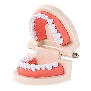 Brigedental Dentures Dental Teeth Teaching Model Adult Gums Standard Demonstration Tool for Kindergarten Brushing Teaching