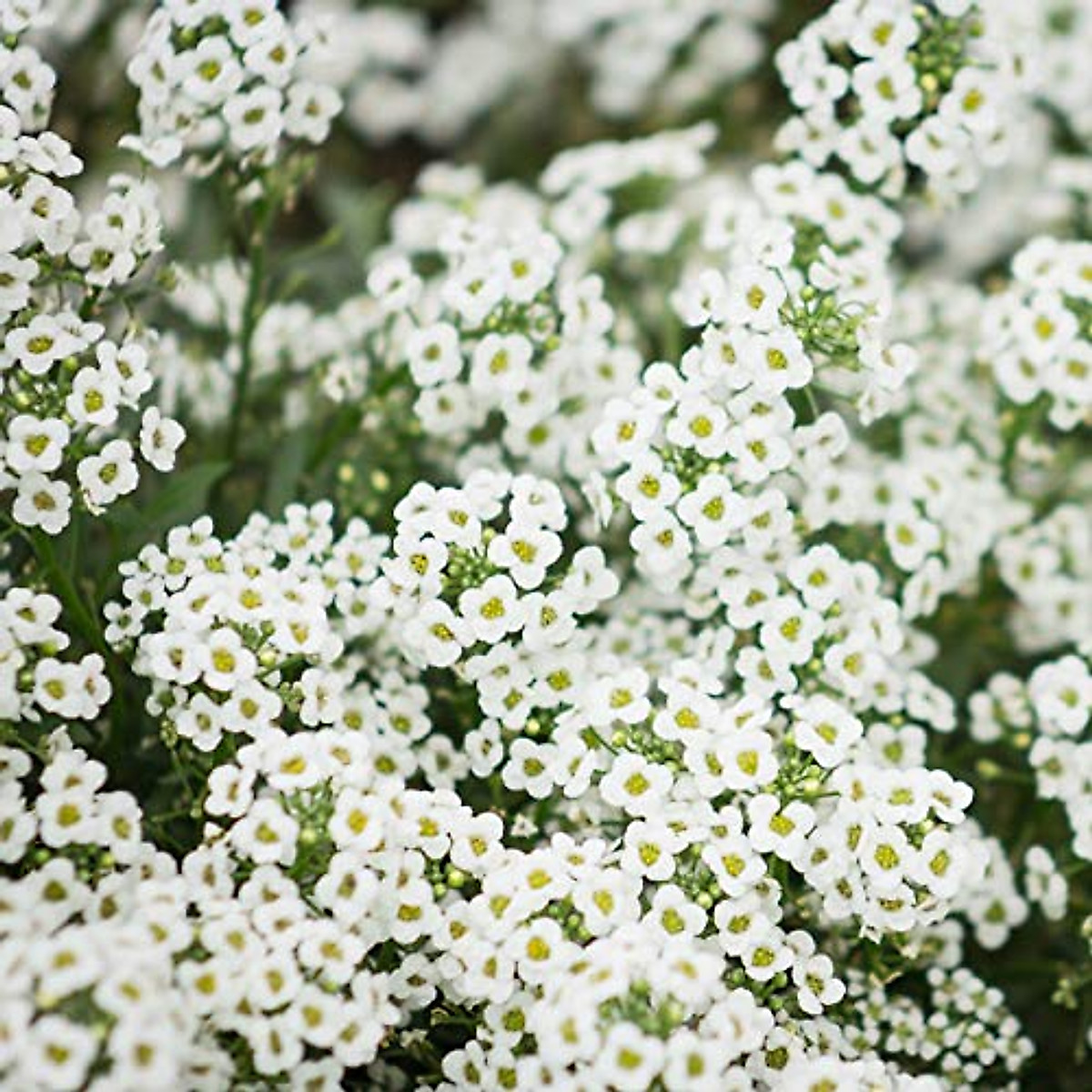 Outsidepride Lobularia Maritima Alyssum Sweet Drought & Heat Tolerant Wild Flowers - 5000 Seeds