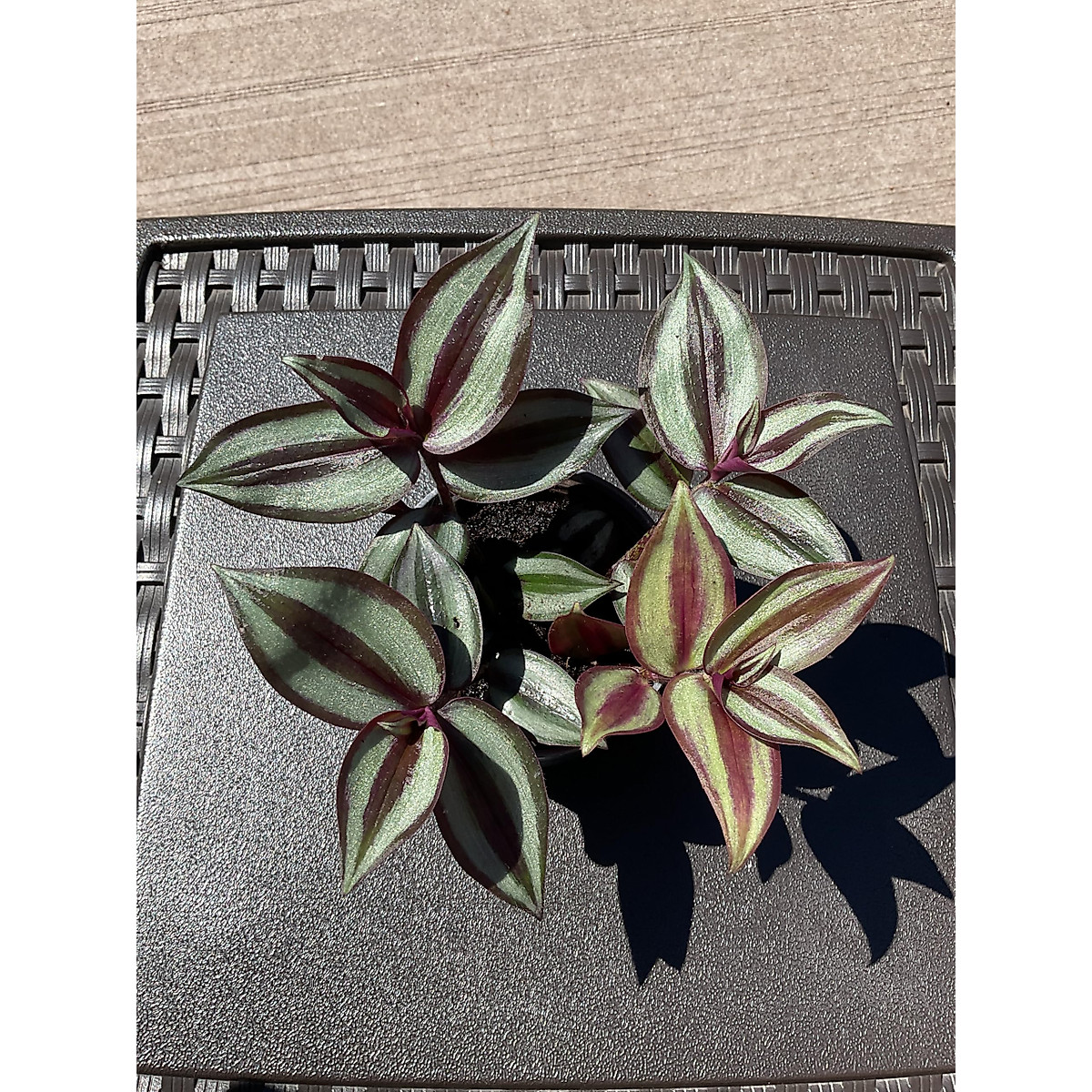 Dark Desire Wandering Jew Purple Live Plant - Unique Houseplants for Easy Indoor Gardens & Home Decor Gifts - Potted Tiny Houseplants 4" inch Grey Pot Included