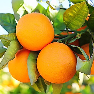 QAUZUY GARDEN 10 Seeds Orange Seeds - Organic Non-GMO Sweet Orange Seeds - Sweet Fragrant Citrus Sinensis Fruits - Grow Your Own Delicious Fruit Tree