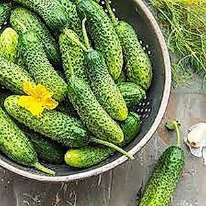 Miss Pickler F1 Cucumber Seeds - Excellent Choice for Home Gardens. Delicious(100 - Seeds)