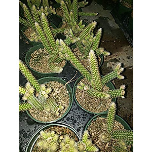 Rat Tail Cactus Plant