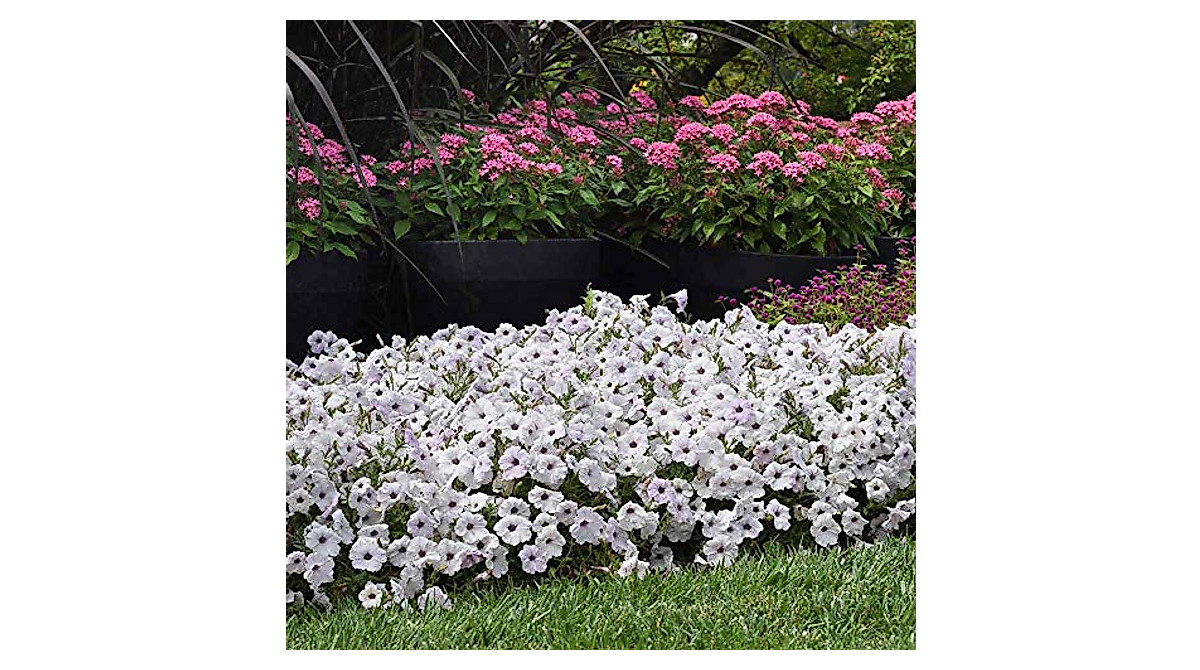 Easy Wave Silver Petunia Seeds for Vibrant Gardens