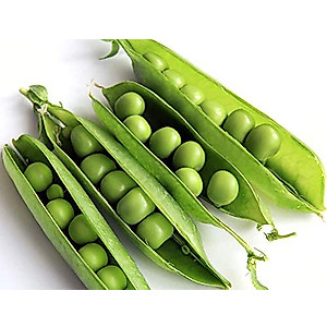 Lincoln Garden Pea Seeds for Planting, 50+ Heirloom Seeds Per Packet, (Isla's Garden Seeds), Non GMO Seeds, Botanical Name: Pisum sativum, Great Home Garden Gift